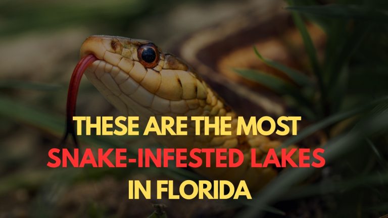 Watch your step: These are the Most Snake-Infested Lakes in Florida in 2025